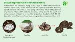 Python Snakes: Large Non-venomous Constrictor, Types & Conservation