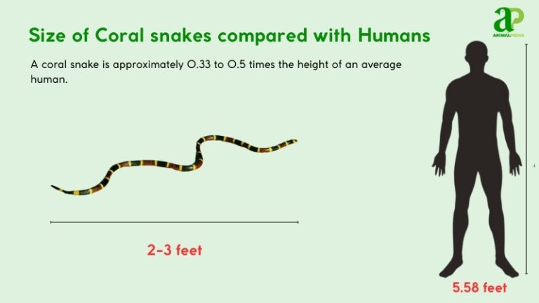 Coral Snake: Venomous Elapid Species, Habitats & Warning Coloration