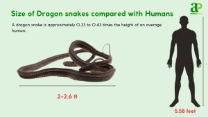 Dragon Snake: Unique Defense Mechanism, Habitat & Behavior