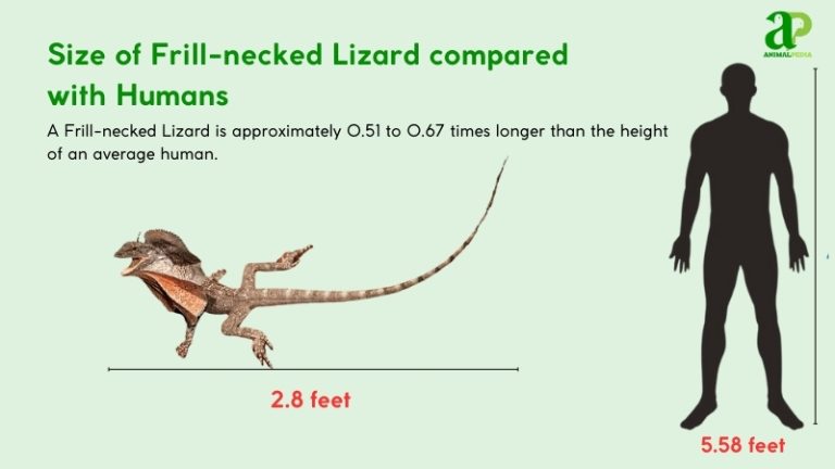 Frill-necked Lizard: Frill Defense, Habitat, Behavior, Diet & Pictures