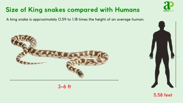 King Snake: Tricolor Patterns, Habitat & Expert Climbing Skills