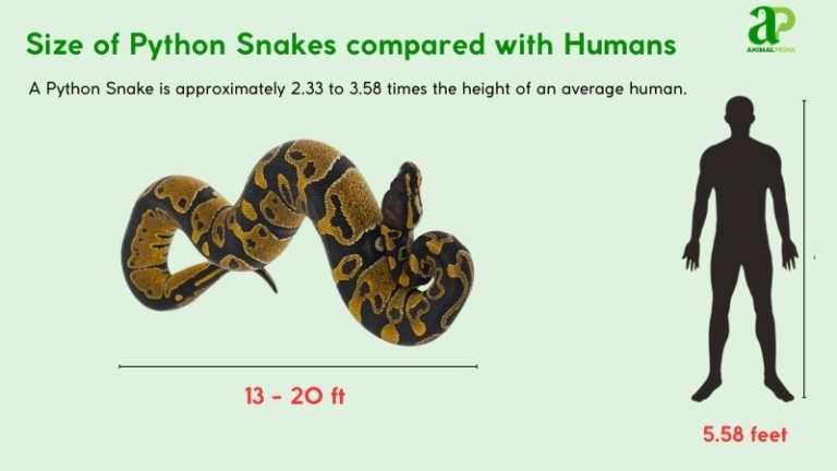 Python Snakes: Large Non-venomous Constrictor, Types & Conservation