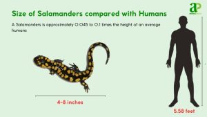 Salamander: Fascinating Amphibian Species, Habitat, Types & Conservation