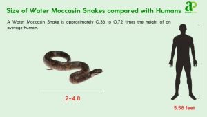 Water Moccasin Snake: Venomous Aquatic Reptile, Habitat & Conservation