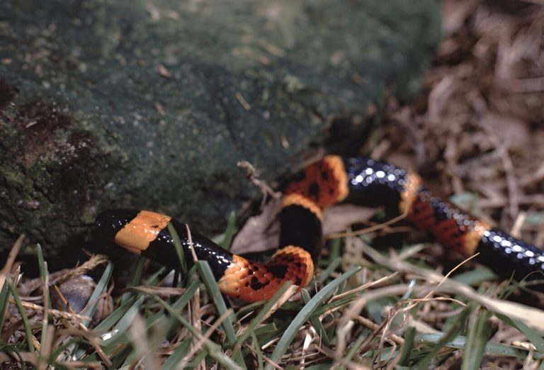 Coral Snake: Venomous Elapid Species, Habitats & Warning Coloration