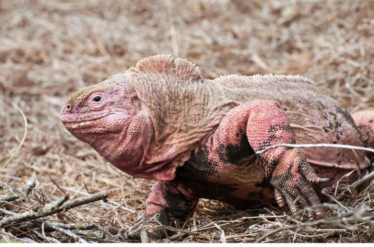 Galapagos Pink Land Iguana: Physical Traits, Habitat, Behavior ...
