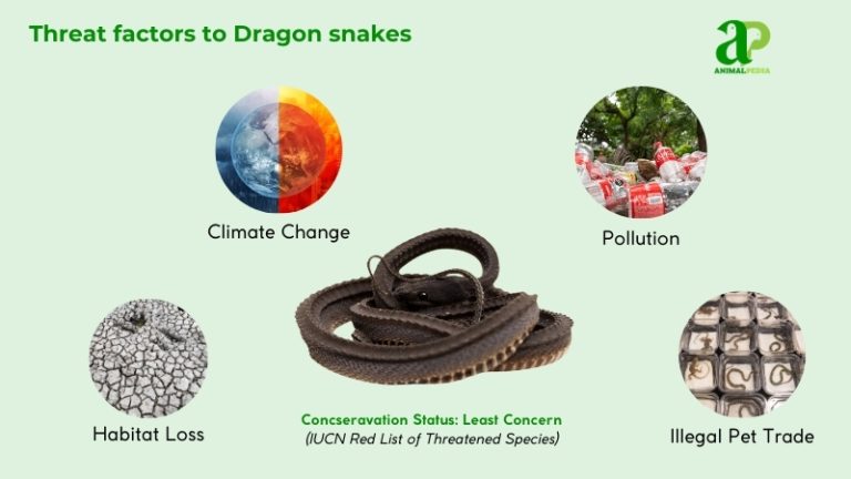 Dragon Snake: Unique Defense Mechanism, Habitat & Behavior