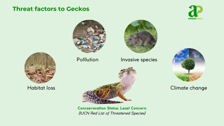 Geckos: Fascinating Lizards,Behavior, Habitat & Conservation