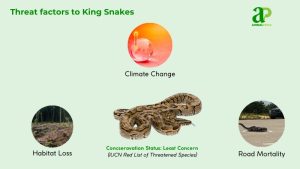 King Snake: Tricolor Patterns, Habitat & Expert Climbing Skills