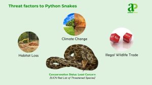 Python Snakes: Large Non-venomous Constrictor, Types & Conservation