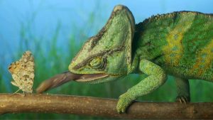 Chameleons: Color-Changing Lizard, Facts, Habitat & Conservation
