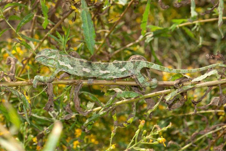 Chameleons: Color-Changing Lizard, Facts, Habitat & Conservation