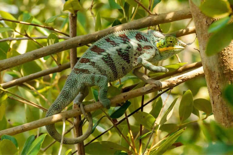 Chameleons: Color-Changing Lizard, Facts, Habitat & Conservation