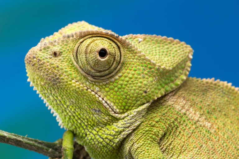 Chameleons: Color-Changing Lizard, Facts, Habitat & Conservation