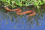 Water Moccasin Snake: Venomous Aquatic Reptile, Habitat & Conservation