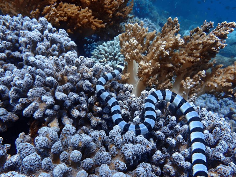 Sea Snake: Venomous Marine Reptile, Facts, Habitat & Conservation