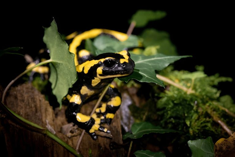 Salamander: Fascinating Amphibian Species, Habitat, Types & Conservation