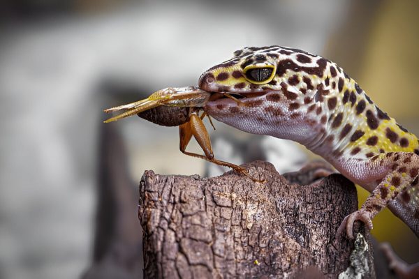 Geckos: Fascinating Lizards,Behavior, Habitat & Conservation