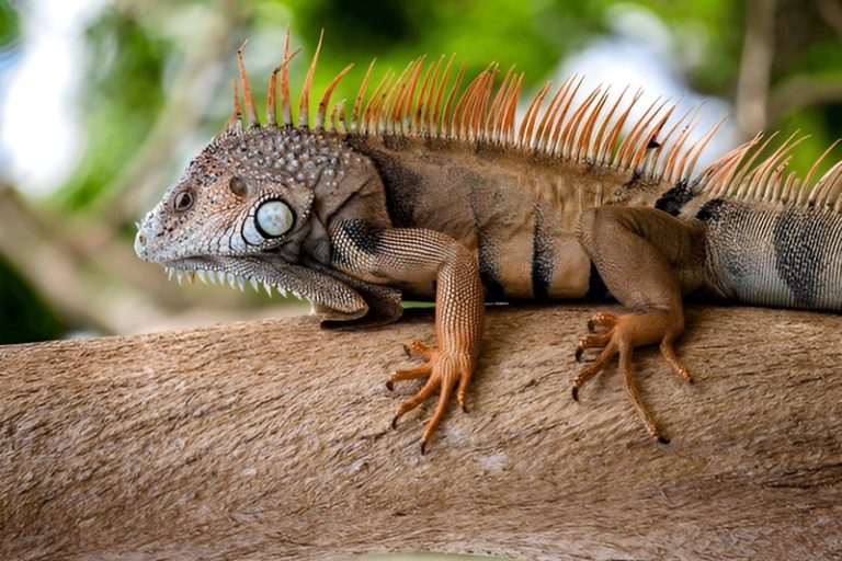 Iguana: Distinctive Dorsal Crest, Facts, Habitat & Conservation