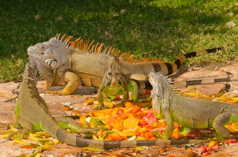 Iguana: Distinctive Dorsal Crest, Facts, Habitat & Conservation