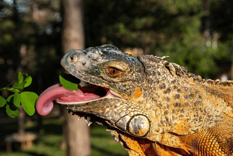 Iguana: Distinctive Dorsal Crest, Facts, Habitat & Conservation