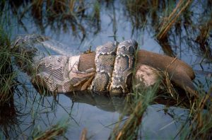 Python Snakes: Large Non-venomous Constrictor, Types & Conservation