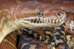 Python Snakes: Large Non-venomous Constrictor, Types & Conservation