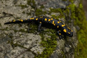 Salamander: Fascinating Amphibian Species, Habitat, Types & Conservation