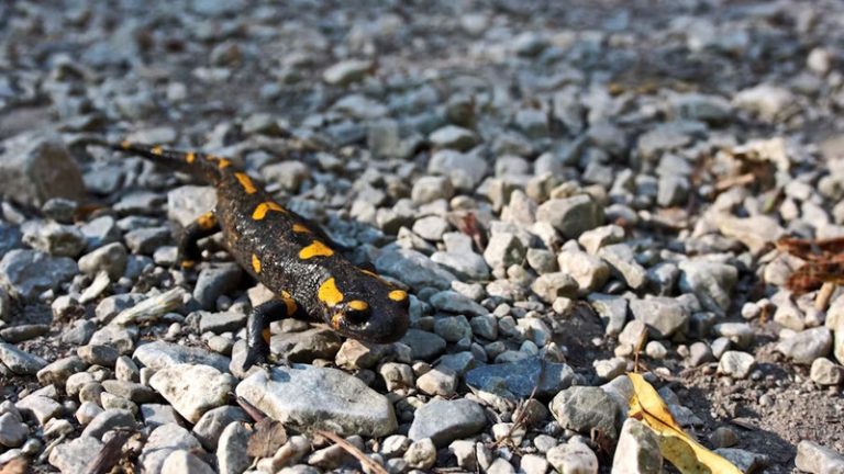 Salamander: Fascinating Amphibian Species, Habitat, Types & Conservation