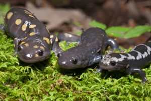 Salamander: Fascinating Amphibian Species, Habitat, Types & Conservation