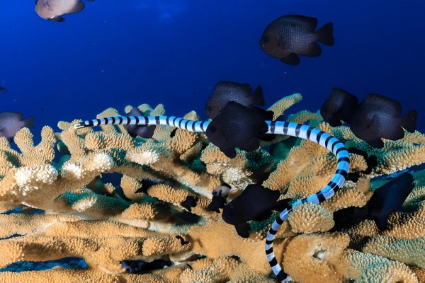 Sea Snake: Venomous Marine Reptile, Facts, Habitat & Conservation