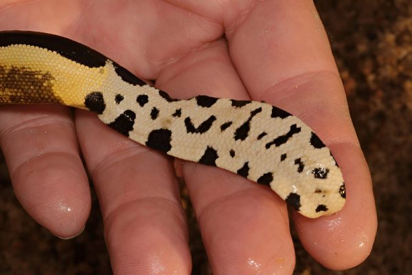 Sea Snake: Venomous Marine Reptile, Facts, Habitat & Conservation