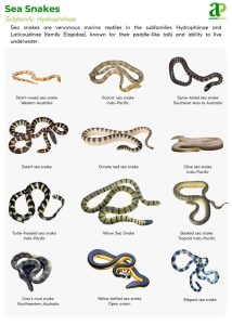 Sea Snake: Venomous Marine Reptile, Facts, Habitat & Conservation