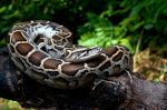 Python Snakes: Large Non-venomous Constrictor, Types & Conservation