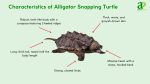 Alligator Snapping Turtle: Powerful Jawed, Habitat & Conservation