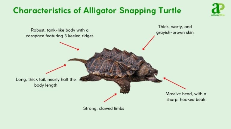 Alligator Snapping Turtle: Powerful Jawed, Habitat & Conservation