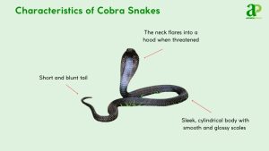 Cobra Snake: Iconic Hooded Reptile, Facts, Habitat & Conservation