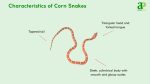 Corn Snake: Non-Venomous Slender, Facts, Habitat & Conservation