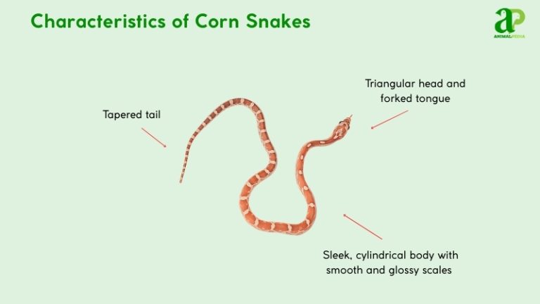 Corn Snake: Non-Venomous Slender, Facts, Habitat & Conservation