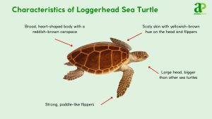 Loggerhead Sea Turtle: Strong-Jawed Marine, Habitat & Conservation