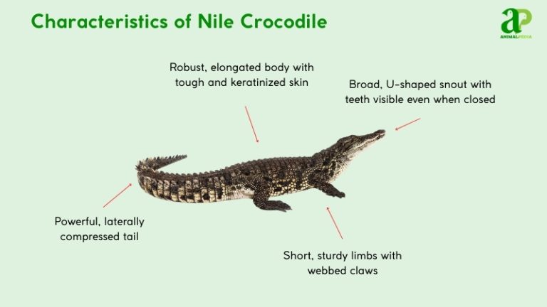 Nile Crocodile: Fearsome Apex Predator, Facts, Habitat & Conservation