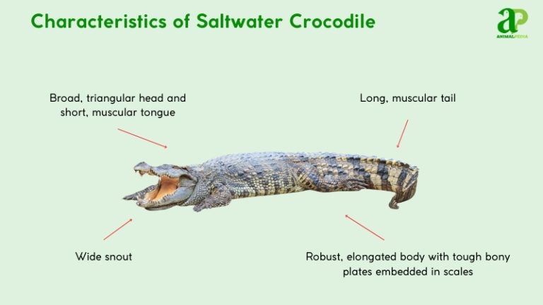 Saltwater Crocodile: World's Largest, Facts, Habitat & Conservation
