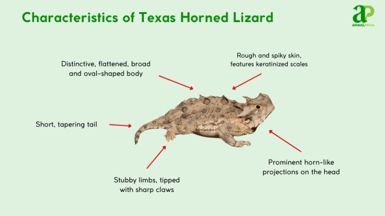 Texas Horned Lizard: Horned Reptile Facts, Habitat & Conservation