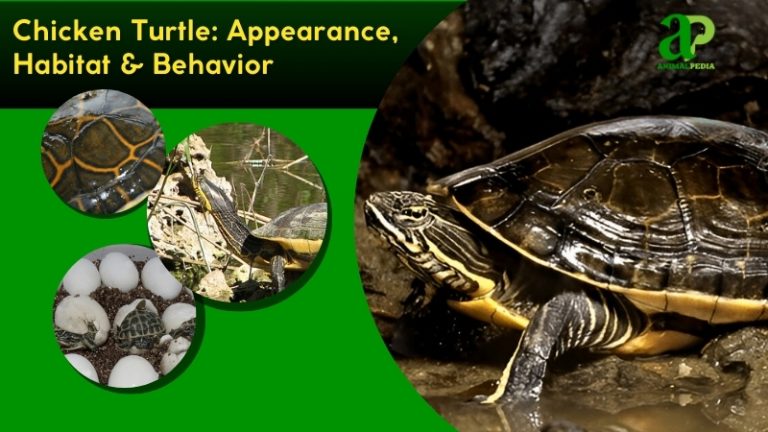Chicken Turtle: Unique Aquatic Reptile, Facts, Habitat & Behavior