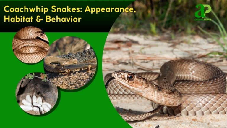 Coachwhip Snake: Fastest Slender-bodied, Habitat & Conservation