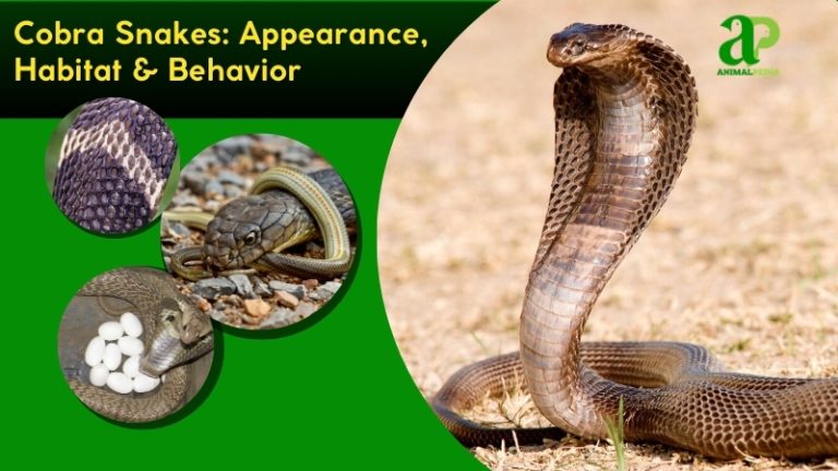 Cobra Snake: Iconic Hooded Reptile, Facts, Habitat & Conservation