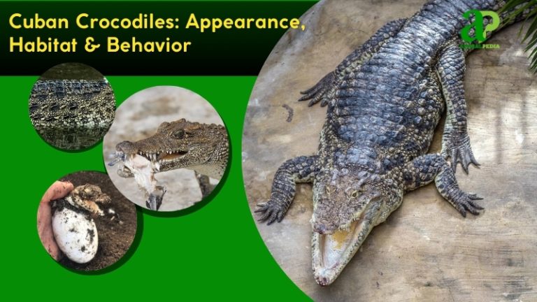 Cuban Crocodile: Skilled Predator of Wetlands, Habitat & Conservation
