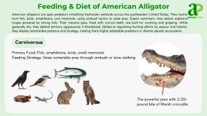 American Alligator: Apex Predator of Wetlands, Habitat & Conservation