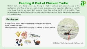 Chicken Turtle: Unique Aquatic Reptile, Facts, Habitat & Behavior