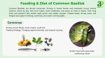 Common Basilisk: Jesus Christ Lizard Facts, Behavior & Habitat